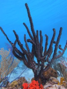 Coral Reef 101: Gorgonians – The Cruising Biologists