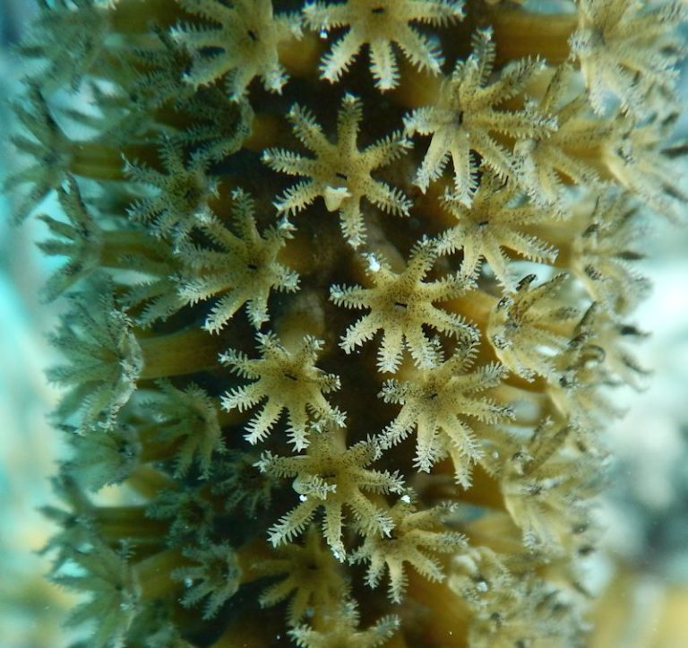 Coral Reef 101: Gorgonians – The Cruising Biologists