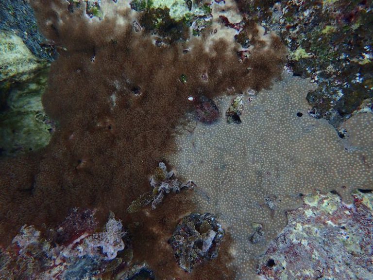 Coral Reef 101: Gorgonians – The Cruising Biologists